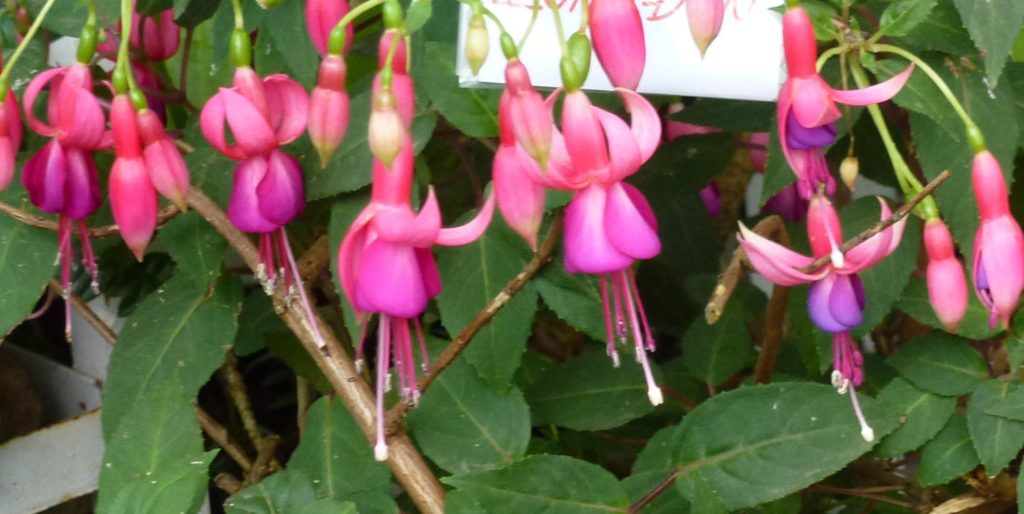Brinco-de-princesa (Fuchsia hybrida) – Cultivando