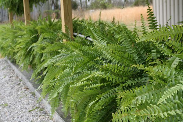 Samambaia-paulista ou Samambaia-de-metro (Nephrolepis spp.) – Cultivando