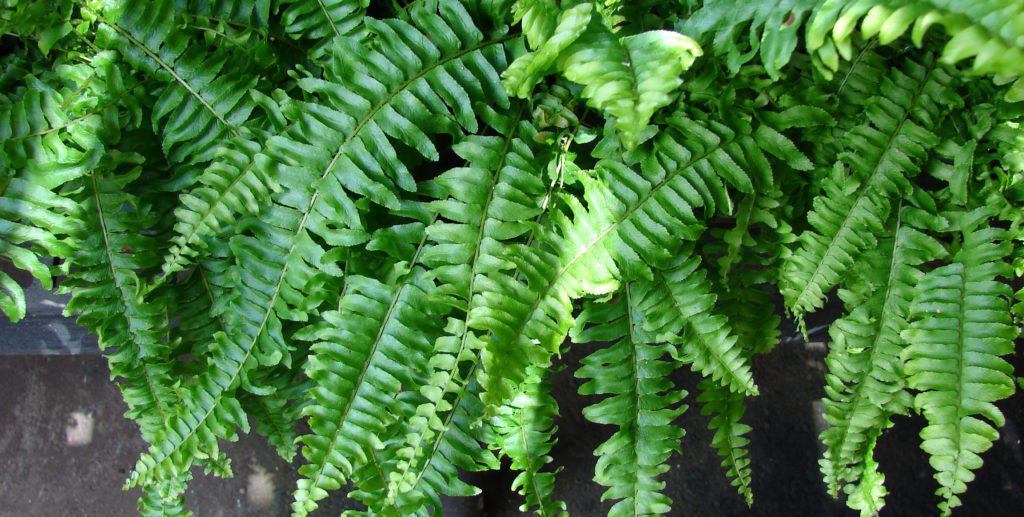 Samambaia-paulista ou Samambaia-de-metro (Nephrolepis spp.) – Cultivando
