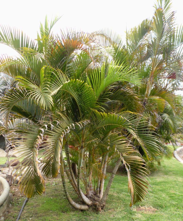 Palmeira Areca-bambu – Dypsis lutescens – Cultivando