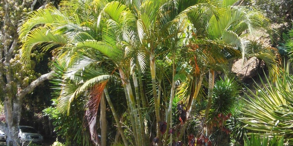 Palmeira Areca-bambu – Dypsis lutescens – Cultivando