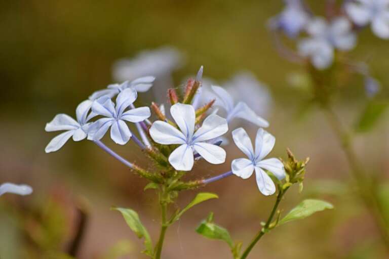 Bela-emília – Plumbago auriculata – Cultivando