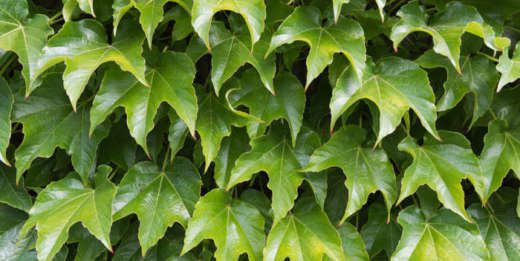 Falsa-vinha (Parthenocissus tricuspidata) – Cultivando