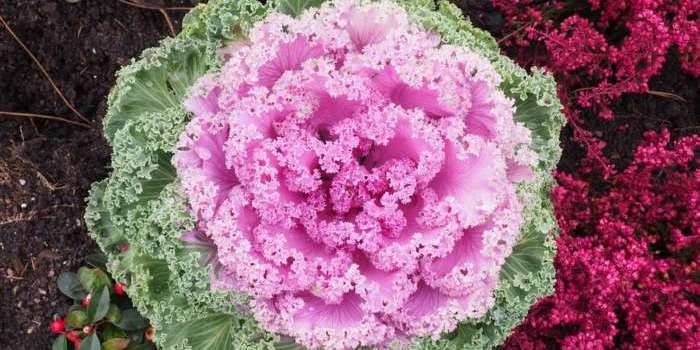 Repolho Ornamental (Brassica oleracea) – Cultivando